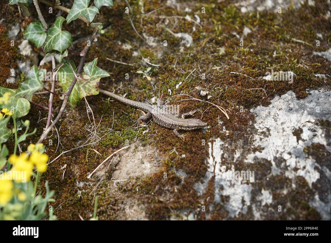 lizard on a wall,a lizard in spring sunbathes on a wall Stock Photo - Alamy
