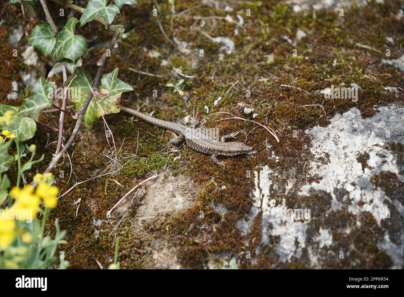 lizard on a wall,a lizard in spring sunbathes on a wall Stock Photo - Alamy