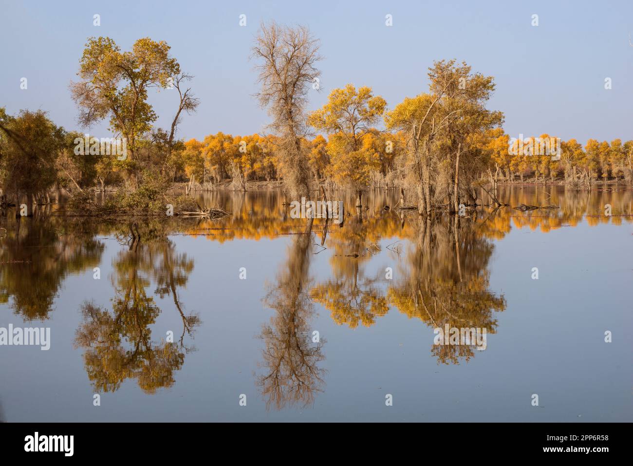 Golden Populus euphratica forest by the river Stock Photo - Alamy