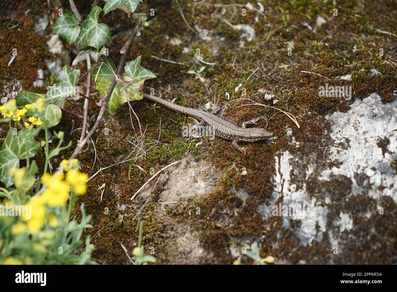 lizard on a wall,a lizard in spring sunbathes on a wall Stock Photo - Alamy