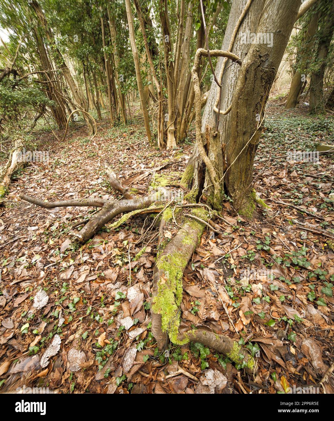 Natures Chaos, intimate English woodland showing patterns and textures ...