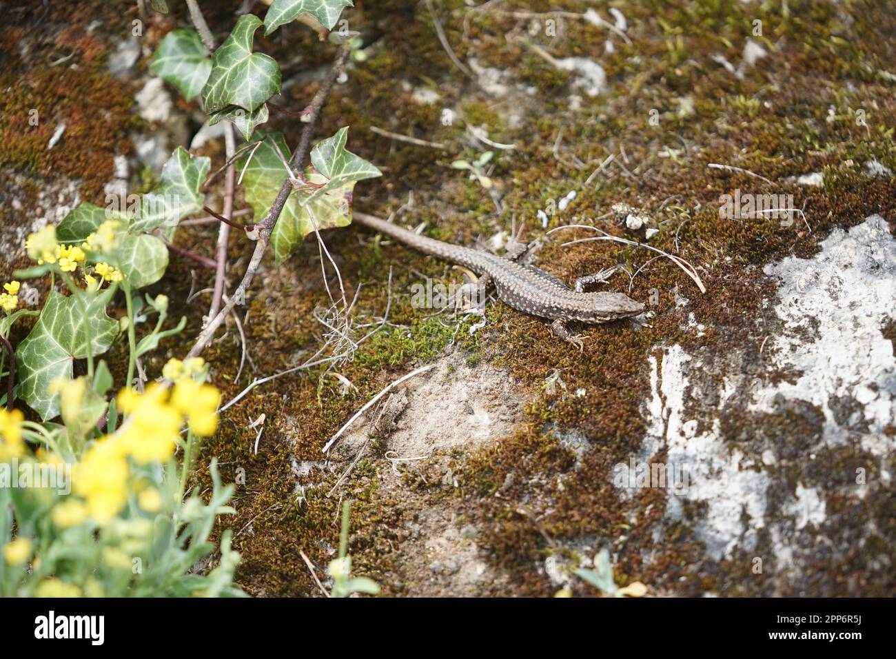 lizard on a wall,a lizard in spring sunbathes on a wall Stock Photo - Alamy