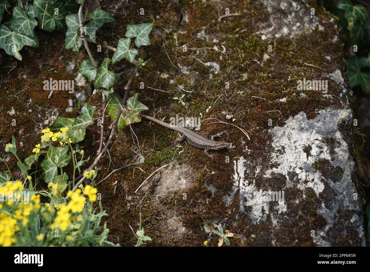 lizard on a wall,a lizard in spring sunbathes on a wall Stock Photo - Alamy