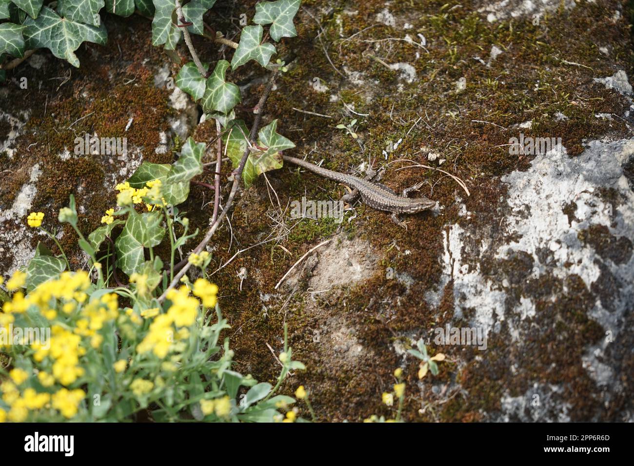lizard on a wall,a lizard in spring sunbathes on a wall Stock Photo - Alamy