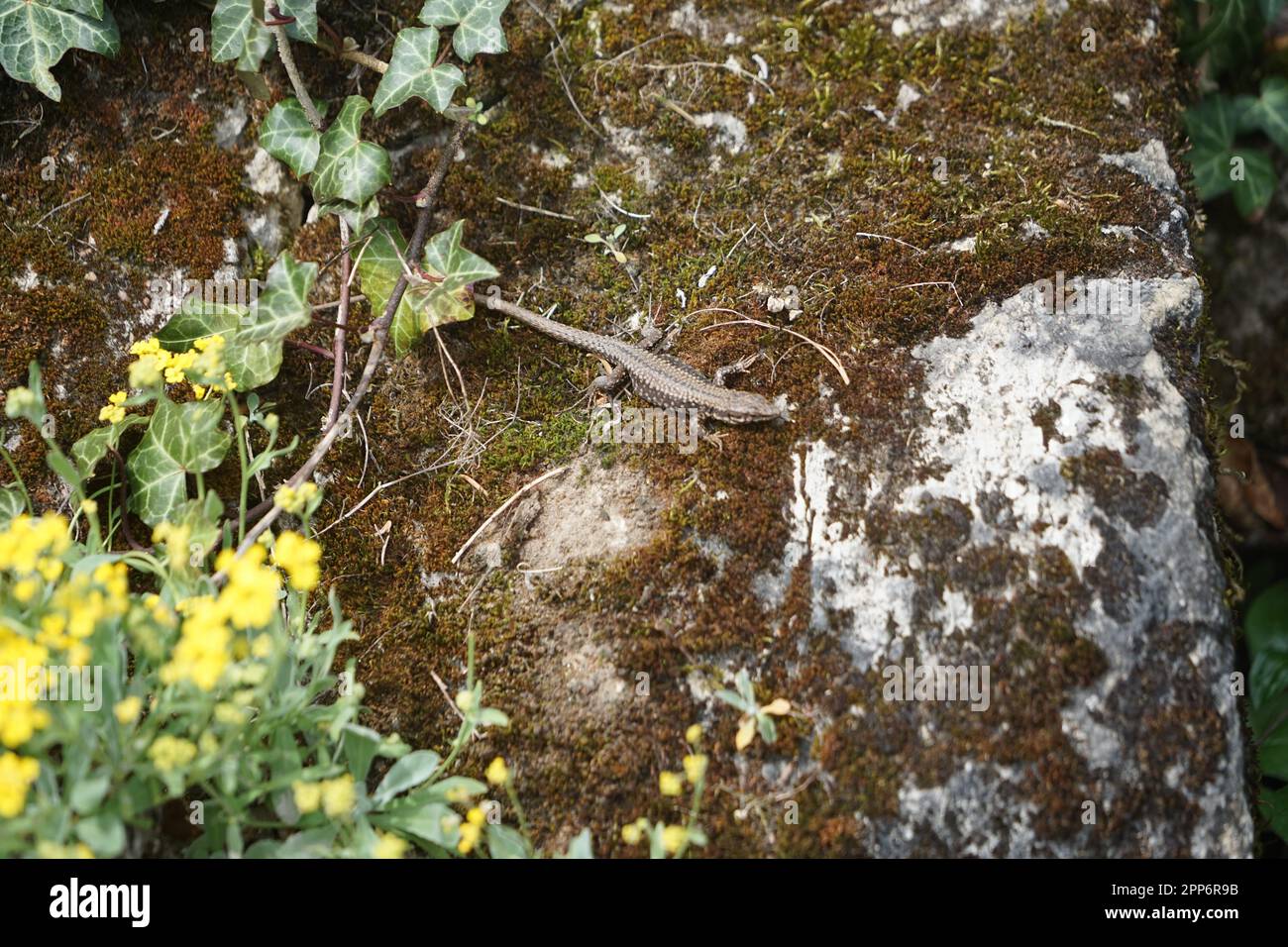 lizard on a wall,a lizard in spring sunbathes on a wall Stock Photo - Alamy