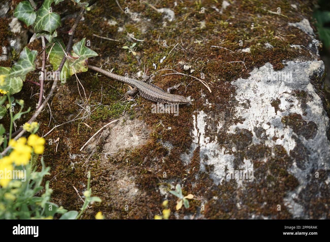 lizard on a wall,a lizard in spring sunbathes on a wall Stock Photo - Alamy