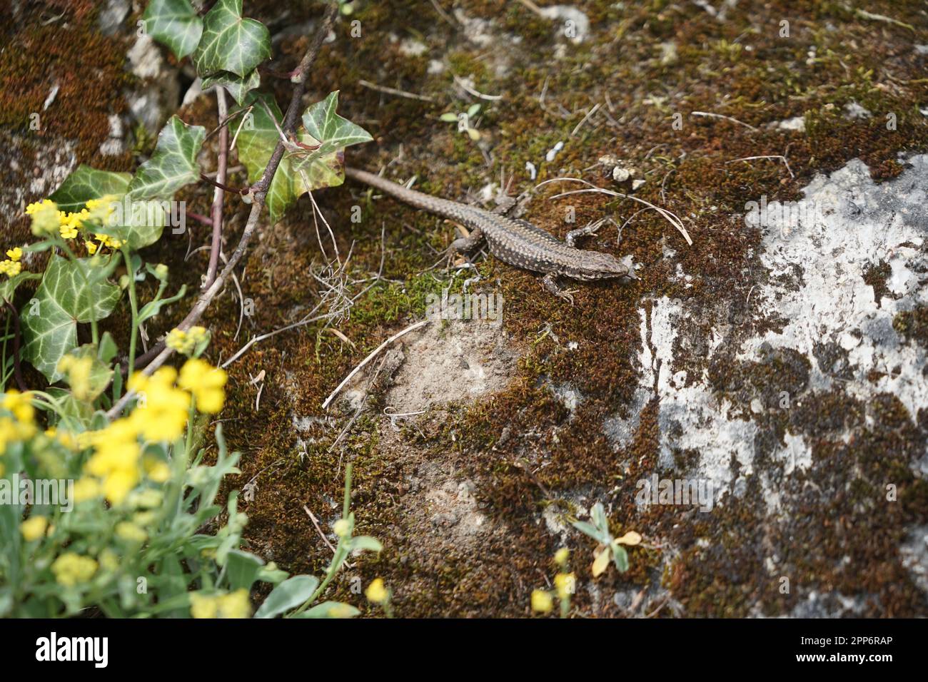 lizard on a wall,a lizard in spring sunbathes on a wall Stock Photo - Alamy