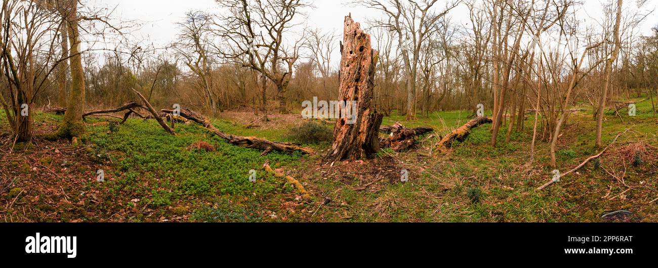 Natures Chaos, intimate English woodland showing patterns and textures ...