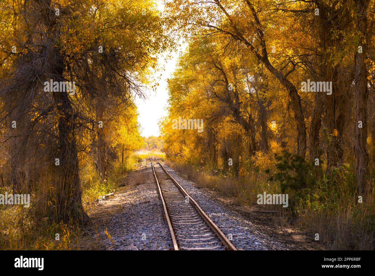 There are large golden Populus euphratica forests on both sides of the ...