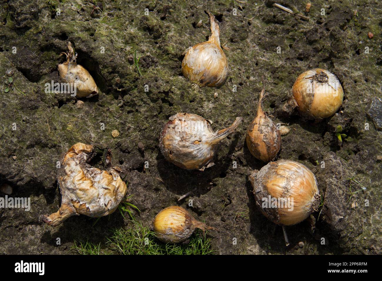 Waste of food: rotting onions left on the field after harvest Stock ...