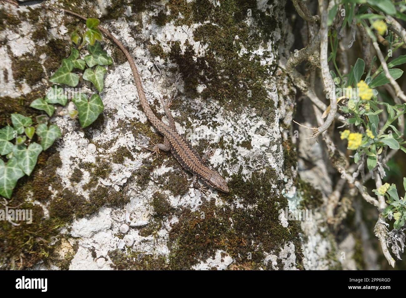 lizard on a wall,a lizard in spring sunbathes on a wall Stock Photo - Alamy