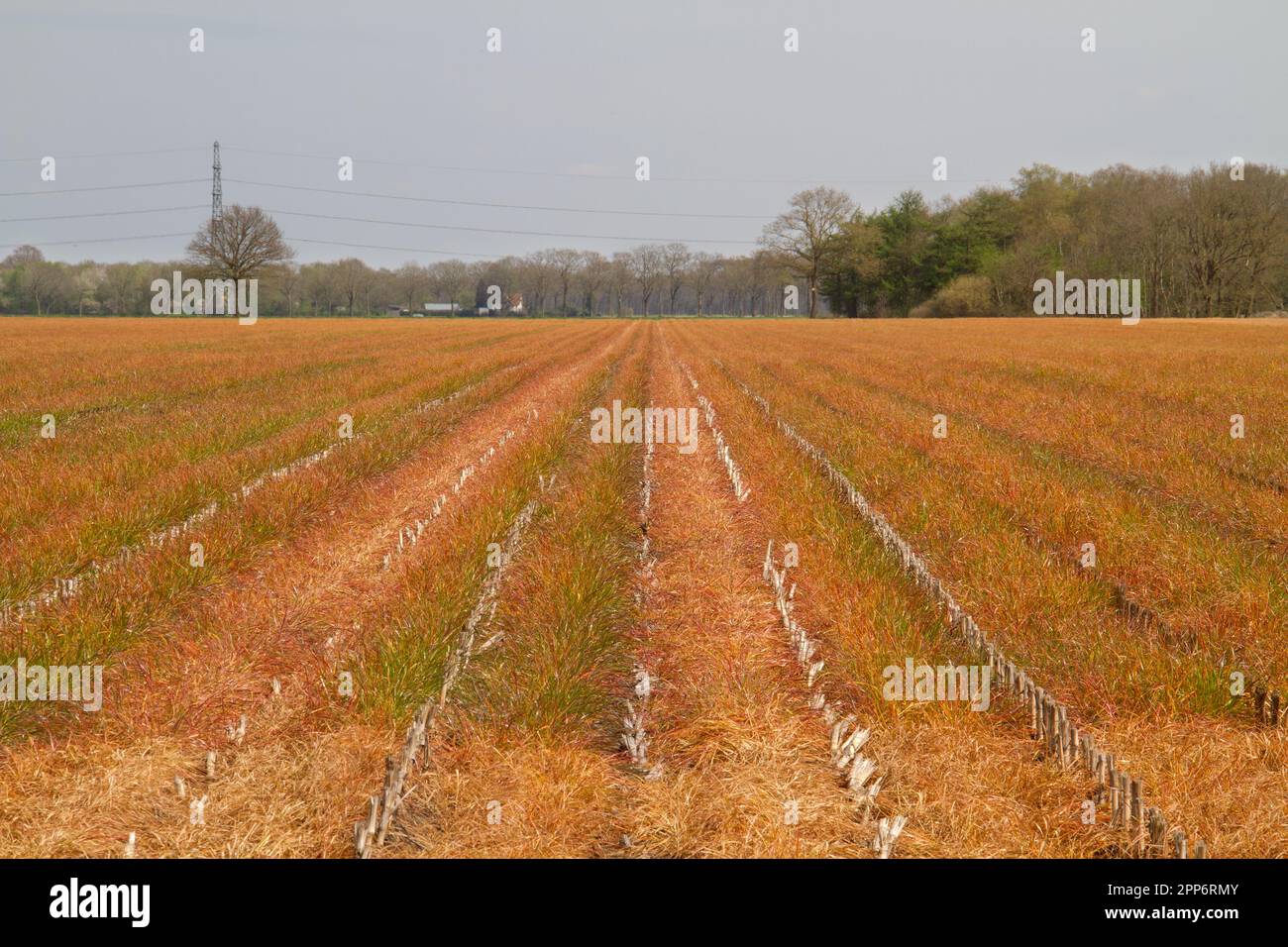 Effect of glyphosate herbicide sprayed on grass weeds, a catch crop ...
