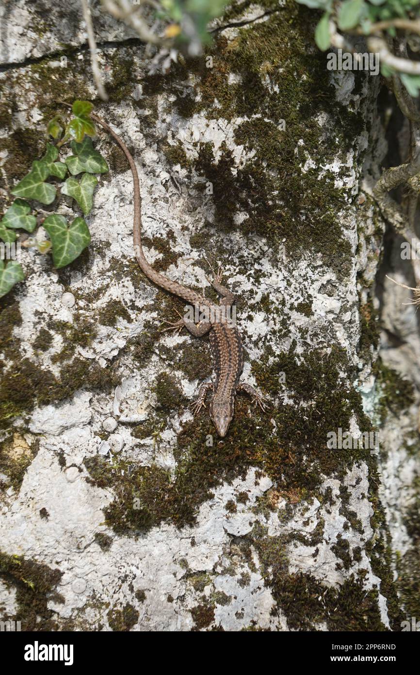 lizard on a wall,a lizard in spring sunbathes on a wall Stock Photo - Alamy
