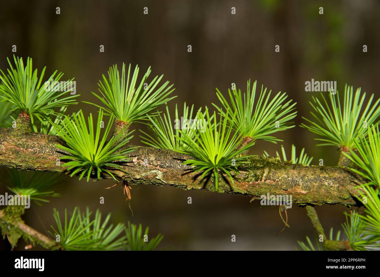 Plant with needle like leaf hi-res stock photography and images - Alamy
