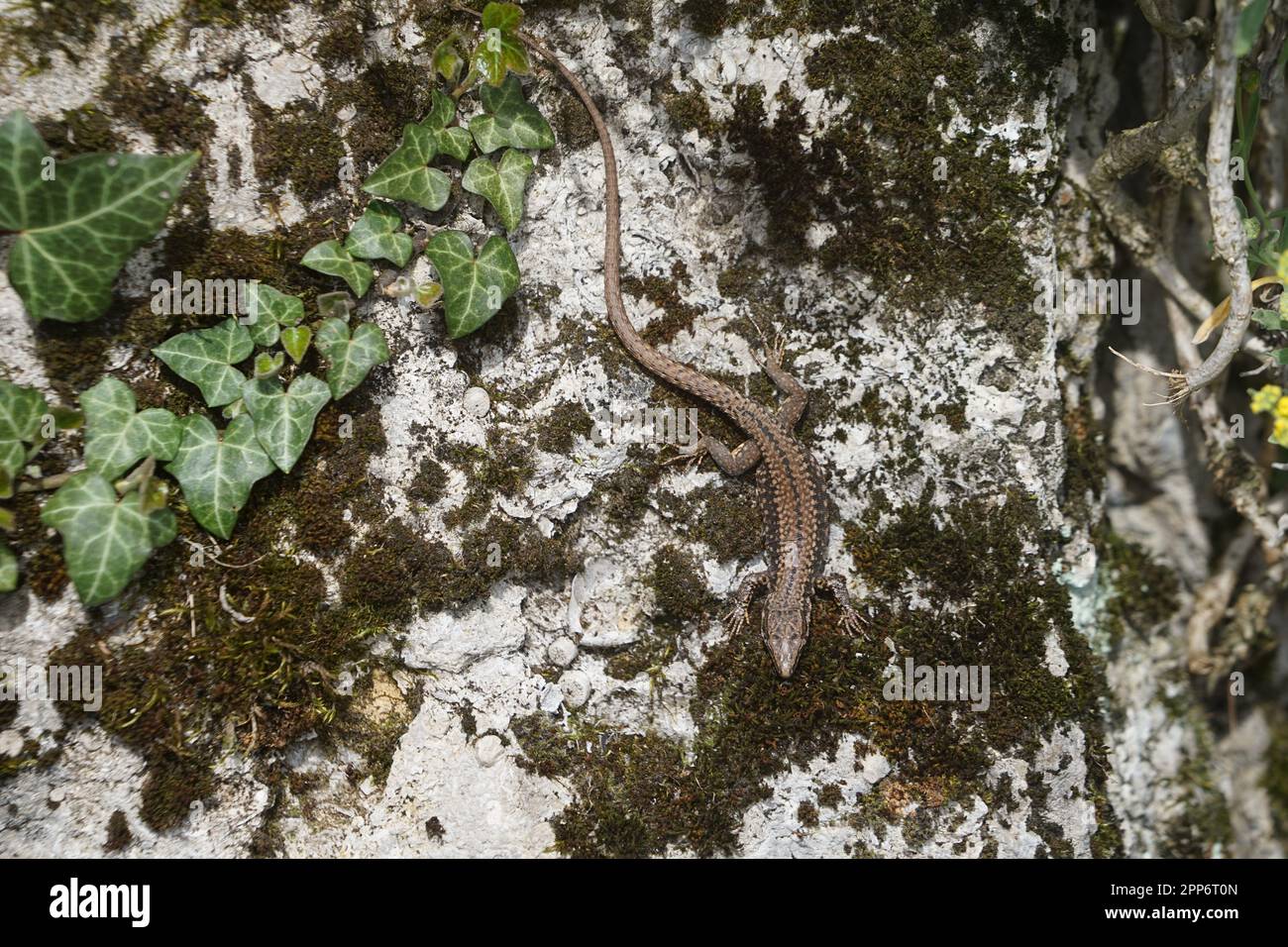 lizard on a wall,a lizard in spring sunbathes on a wall Stock Photo - Alamy