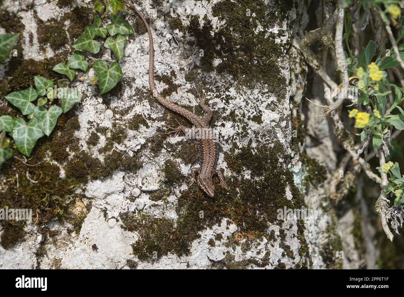 lizard on a wall,a lizard in spring sunbathes on a wall Stock Photo - Alamy