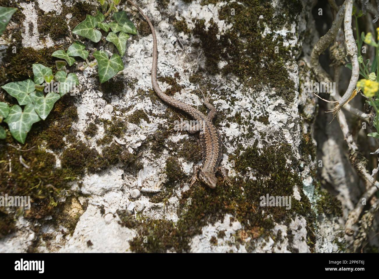 lizard on a wall,a lizard in spring sunbathes on a wall Stock Photo - Alamy
