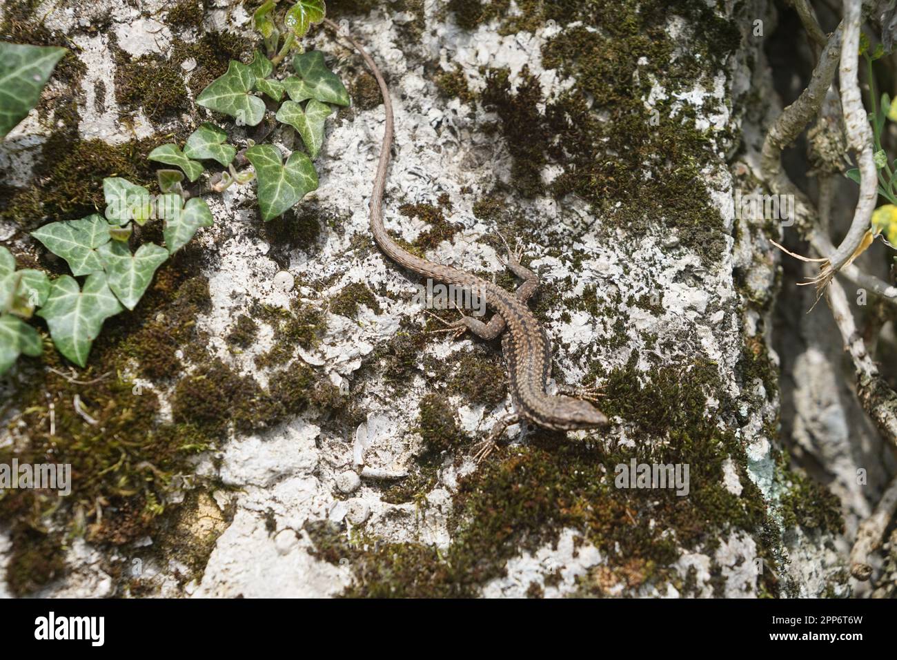 lizard on a wall,a lizard in spring sunbathes on a wall Stock Photo - Alamy