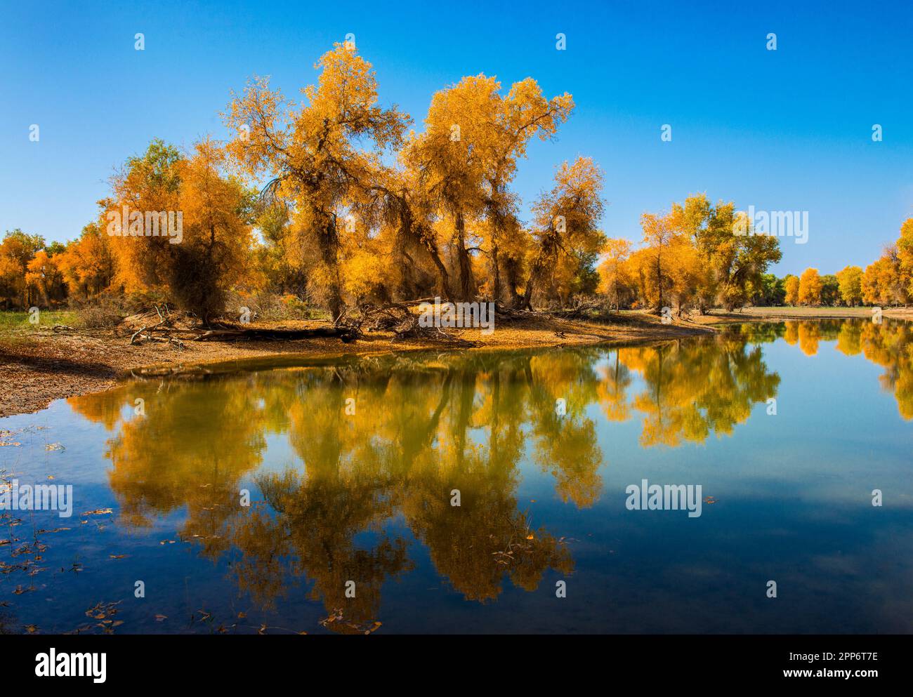 Golden Populus euphratica forest by the river Stock Photo - Alamy