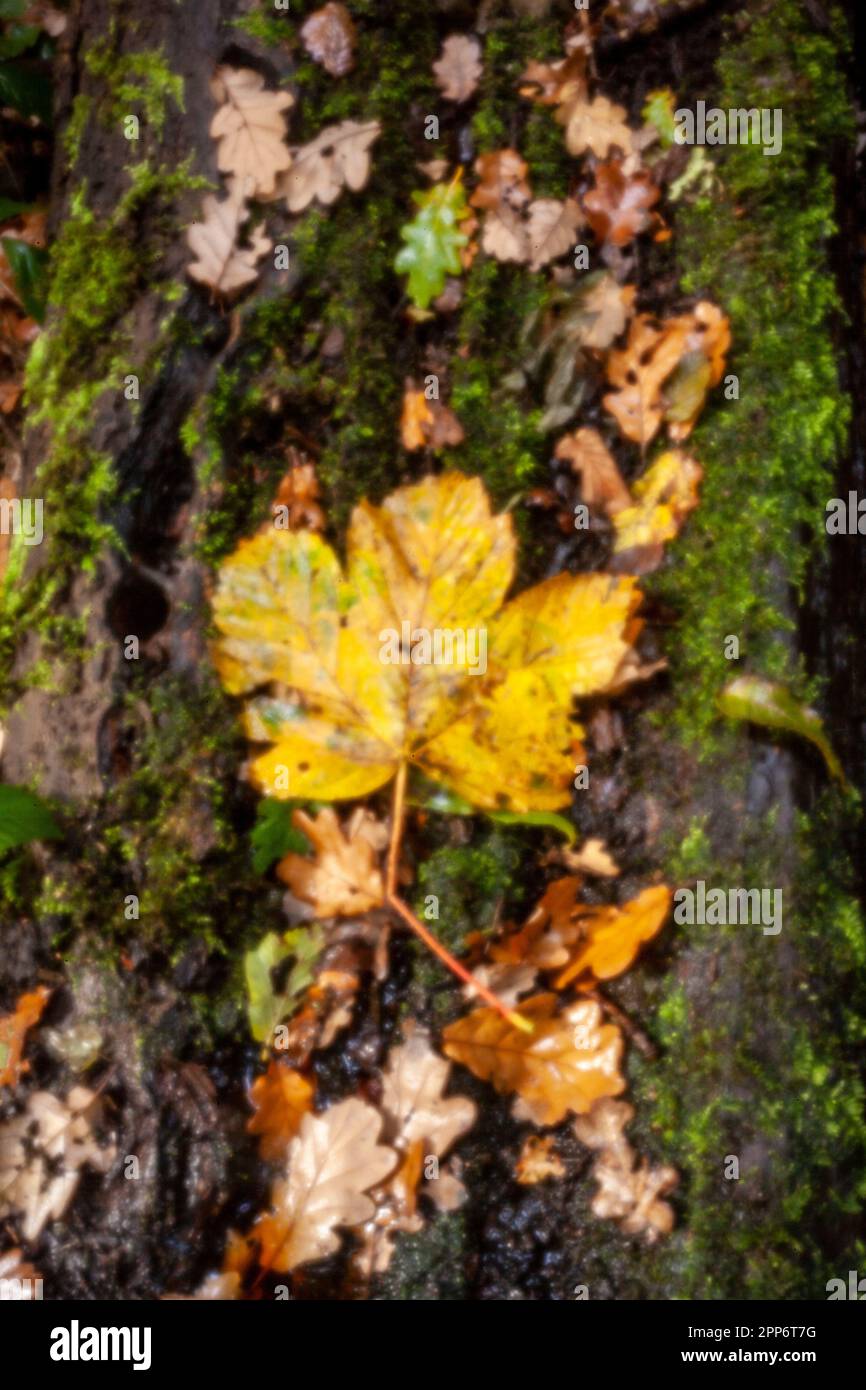 Pinhole Photography Woodland Series.New, Age-defying, digital age ...