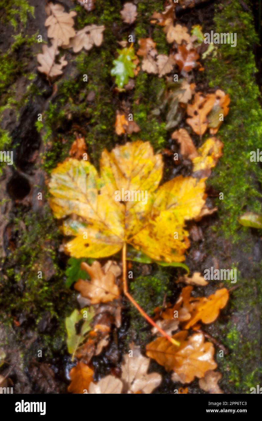 Pinhole Photography Woodland Series.New, Age-defying, digital age ...