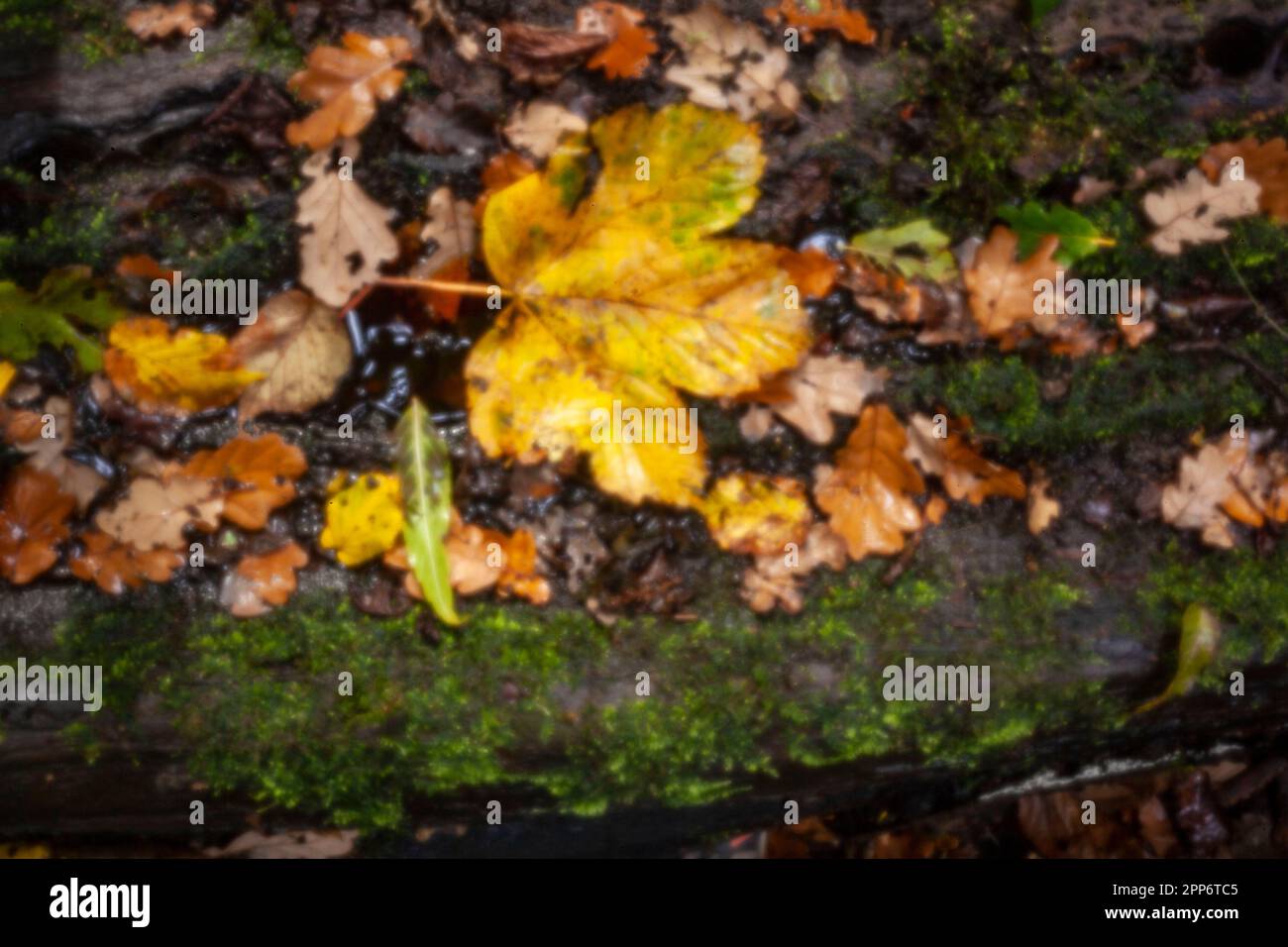 Pinhole Photography Woodland Series.New, Age-defying, digital age ...