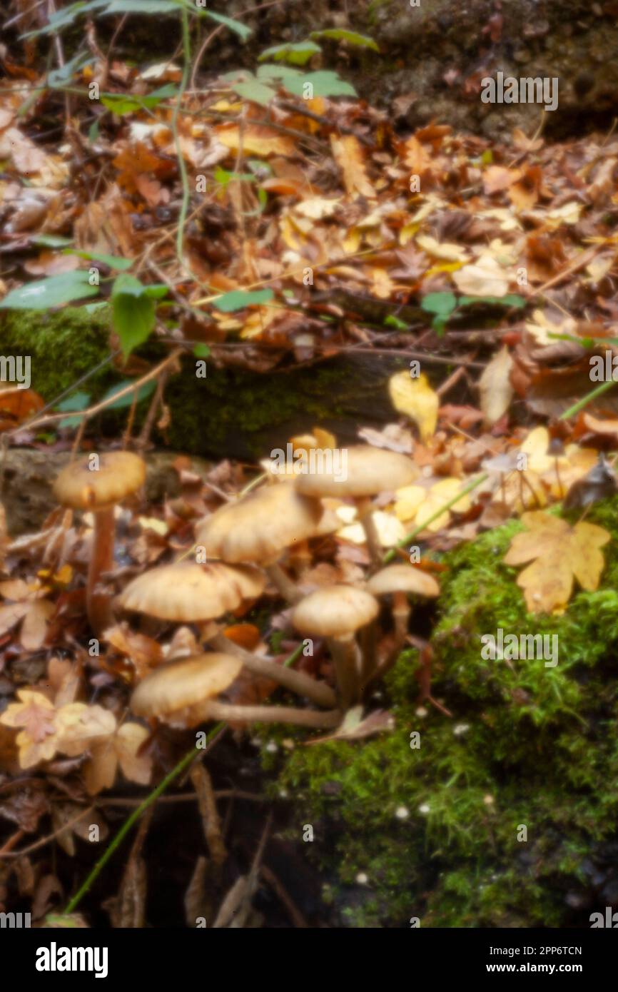 Pinhole Photography Woodland Series.New, Age-defying, digital age ...