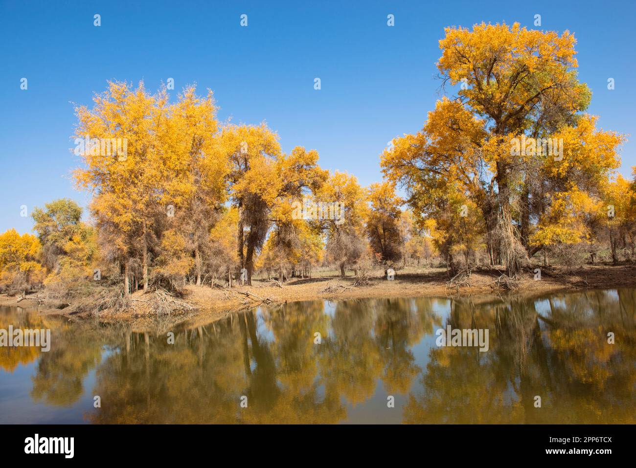 Golden Populus euphratica forest by the river Stock Photo - Alamy