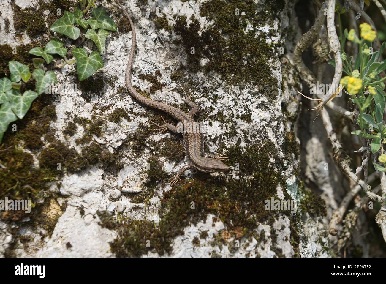 lizard on a wall,a lizard in spring sunbathes on a wall Stock Photo - Alamy