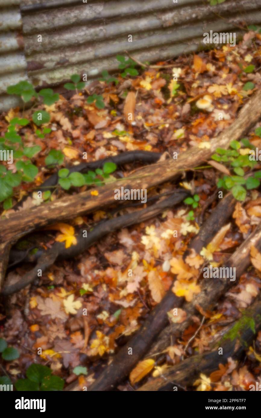 Pinhole Photography Woodland Series.New, Age-defying, digital age ...