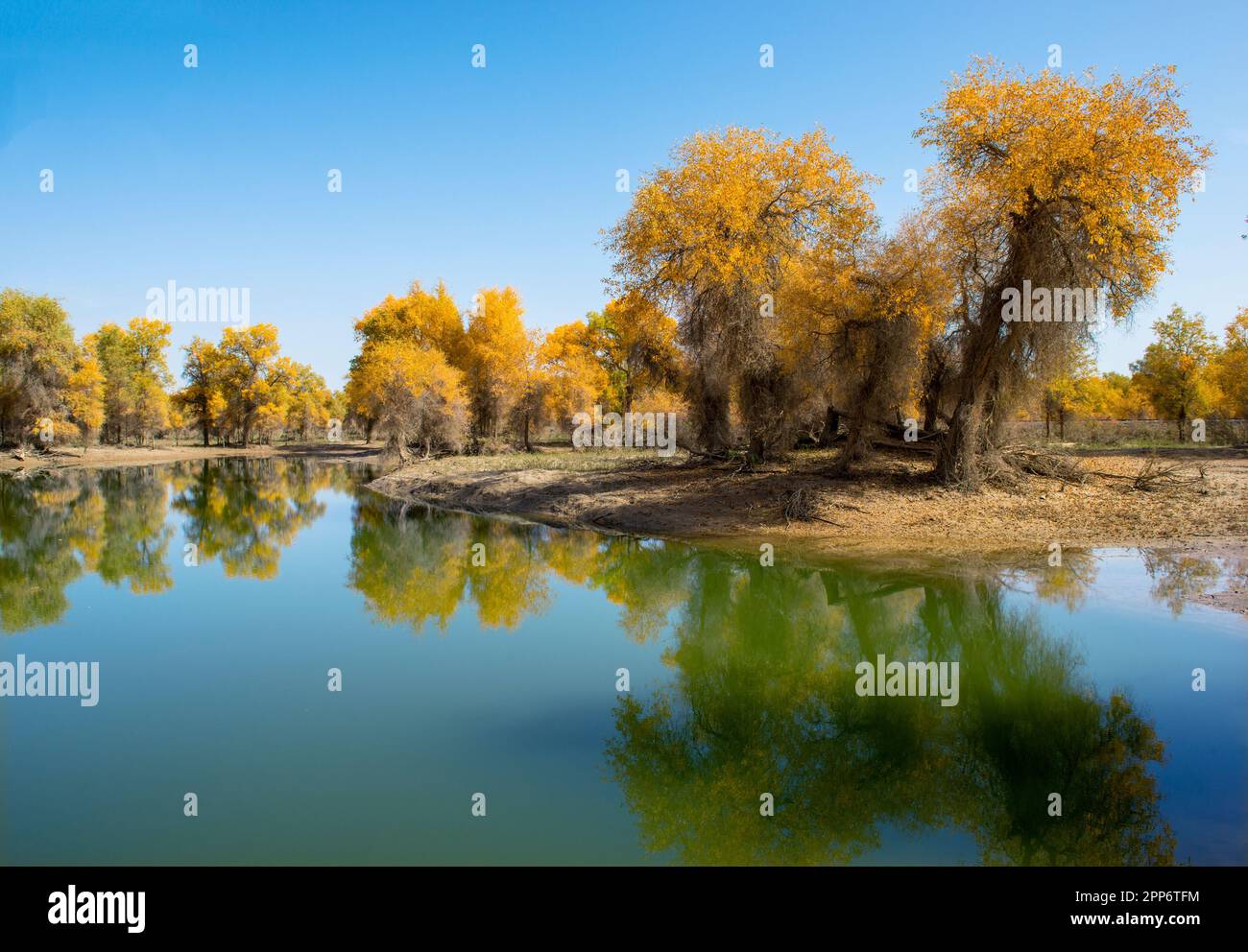Golden Populus euphratica forest by the river Stock Photo - Alamy