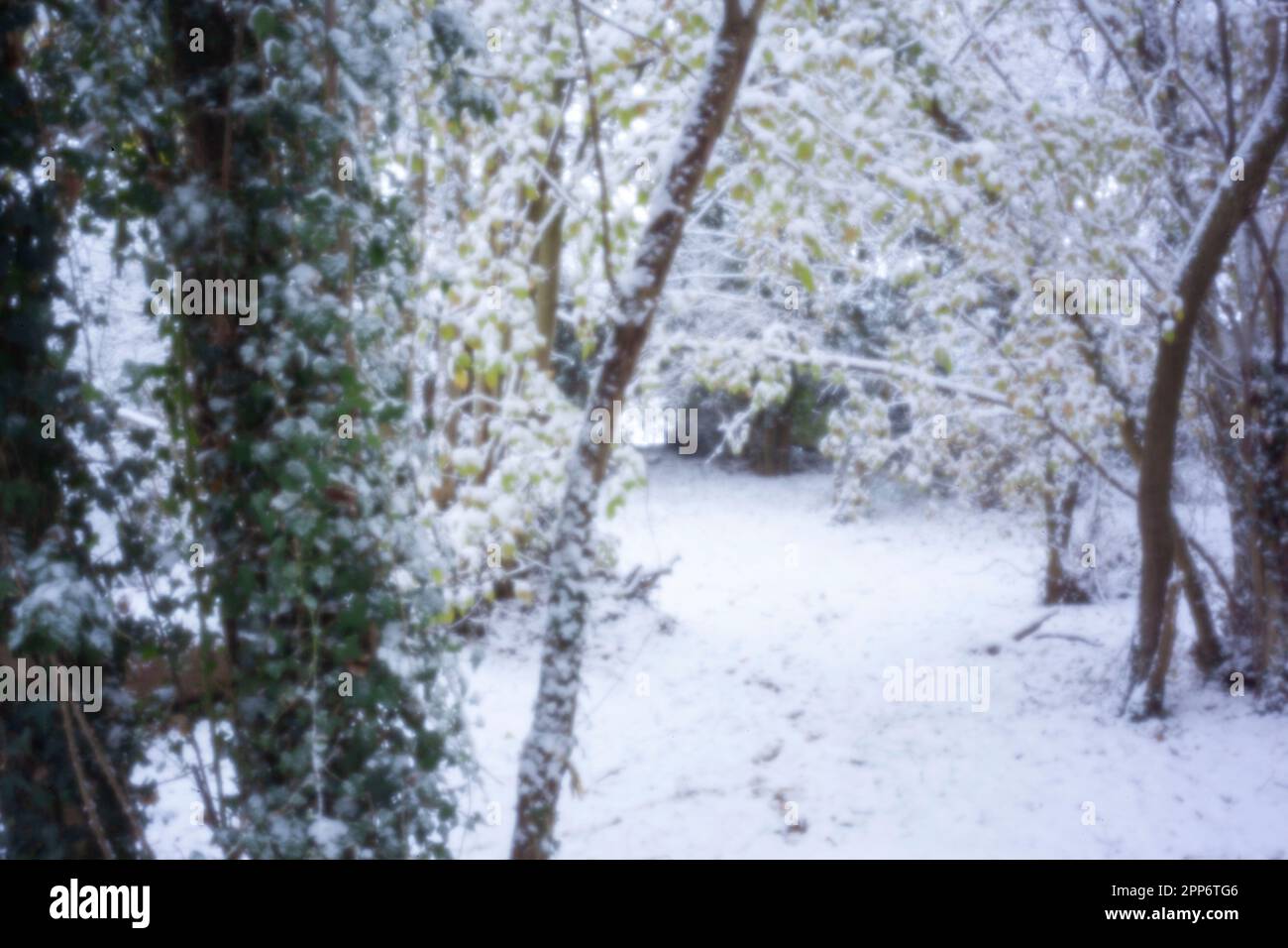 Pinhole Photography Woodland Series.New, Age-defying, digital age ...