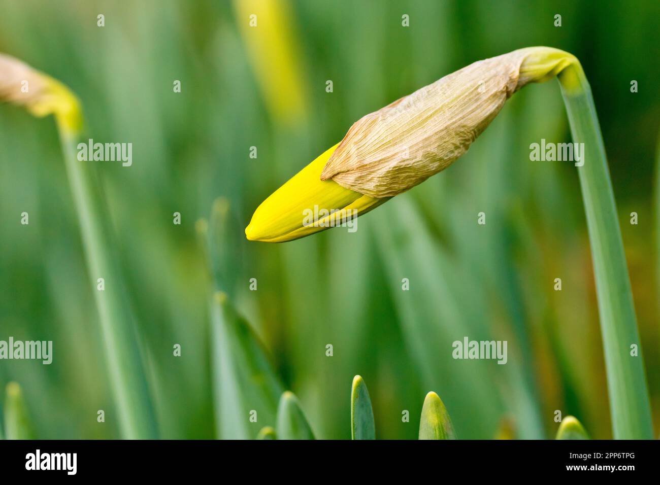 Daffodil (narcissus), close up of showing the yellow flower within the ...