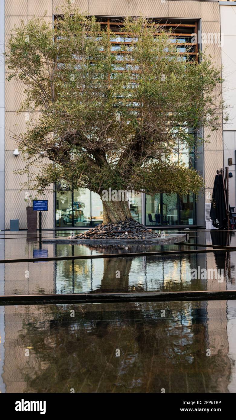 Large tree planted and reflecting in water feature in street at JBR ...