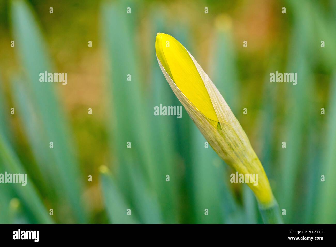 Daffodil (narcissus), close up of showing the yellow flower within the ...
