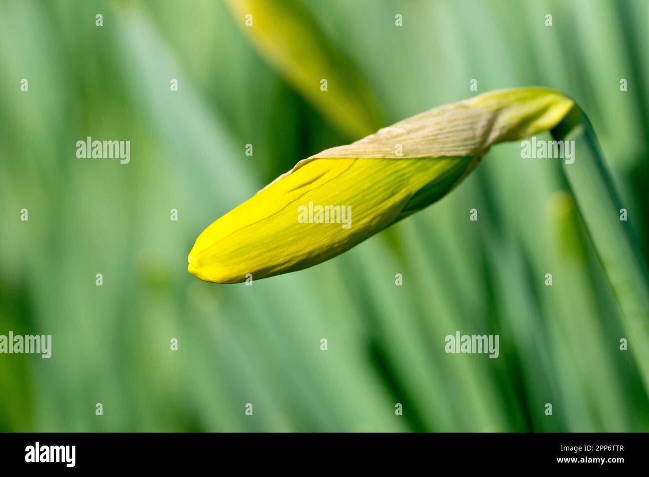 Daffodil (narcissus), close up of showing the yellow flower within the ...
