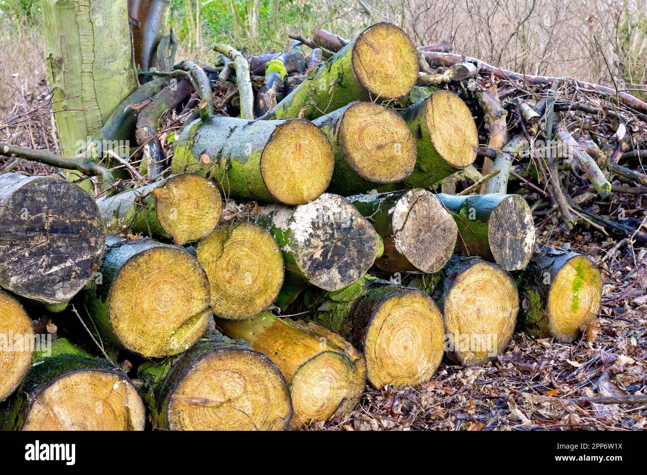 Close up of a stack of sawn logs in a woodland setting, the result of ...