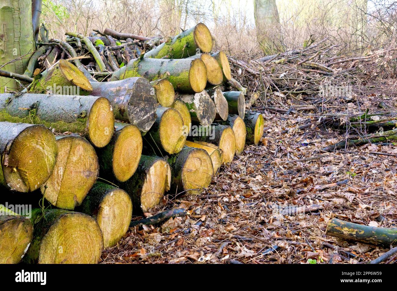 Close up of a stack of sawn logs in a woodland setting, the result of ...