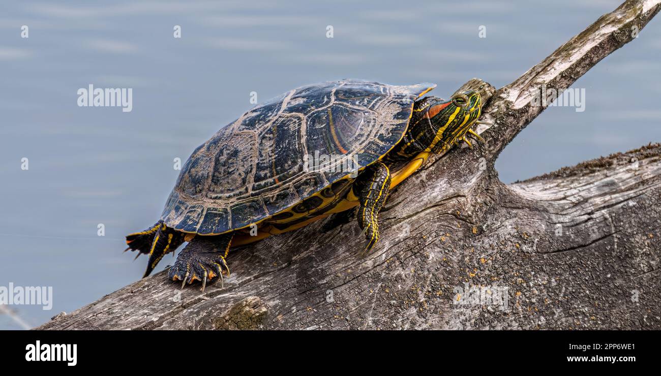 A red-eared slider turtle basking in the sun on a dead branch Stock ...