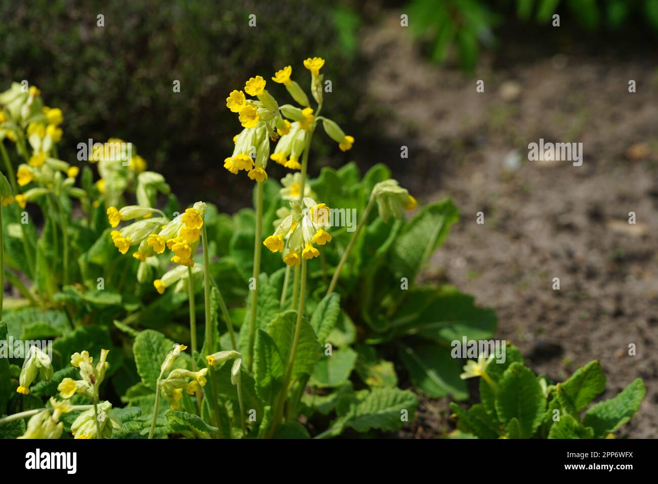 Gattung primula hi-res stock photography and images - Alamy