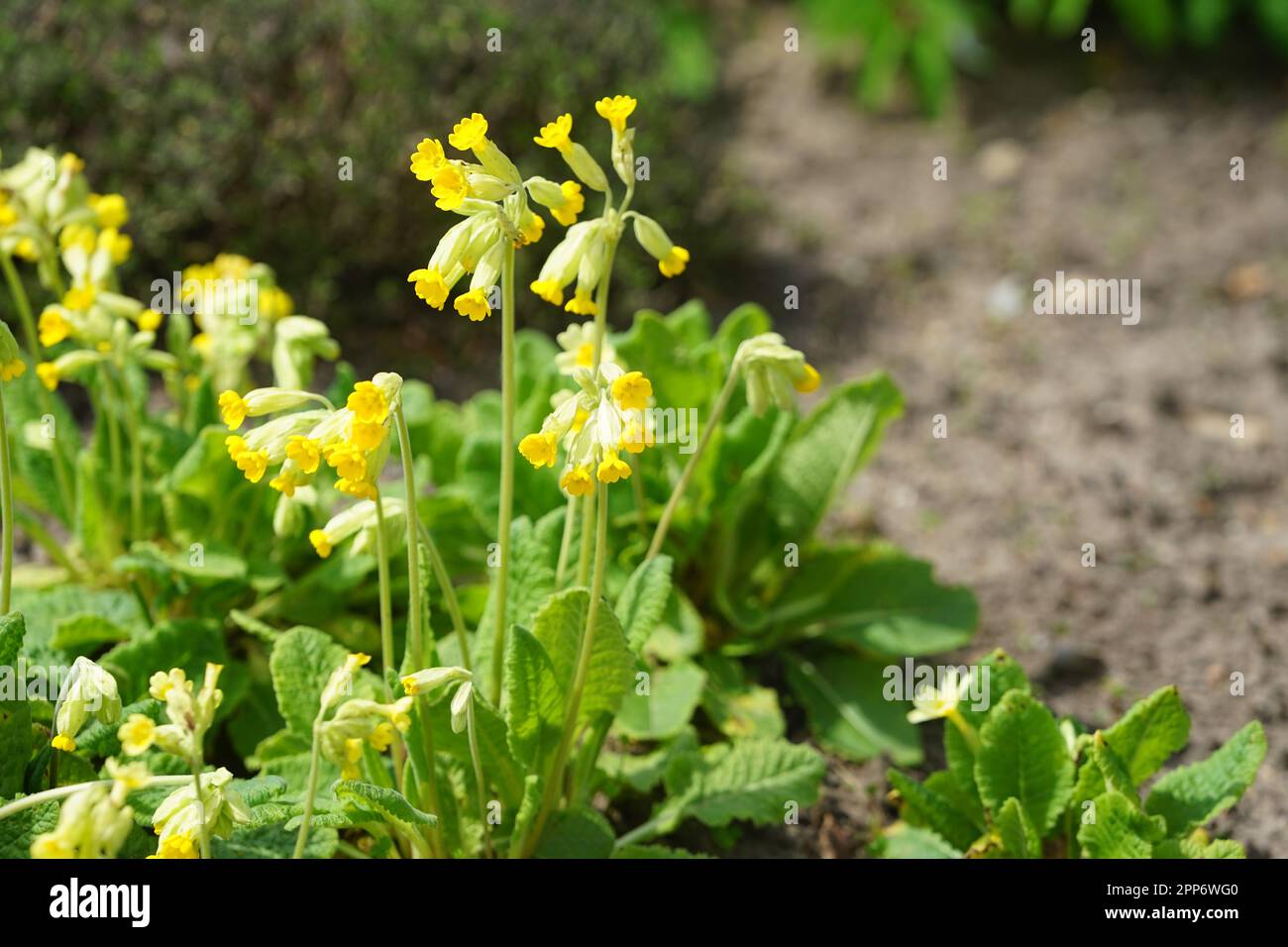 Klapprose hi-res stock photography and images - Alamy