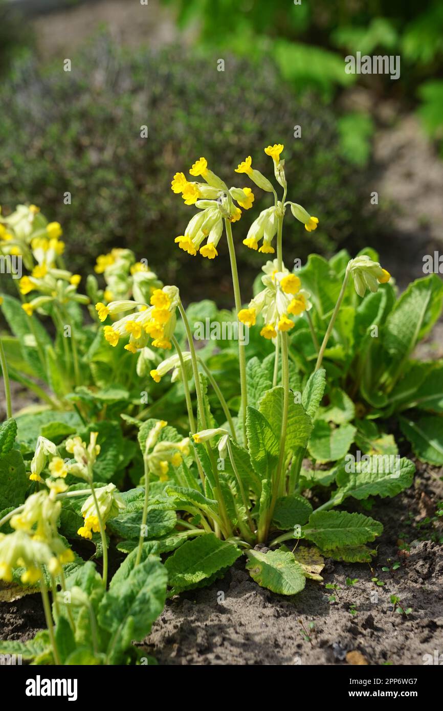 Primeroses in spring hi-res stock photography and images - Alamy