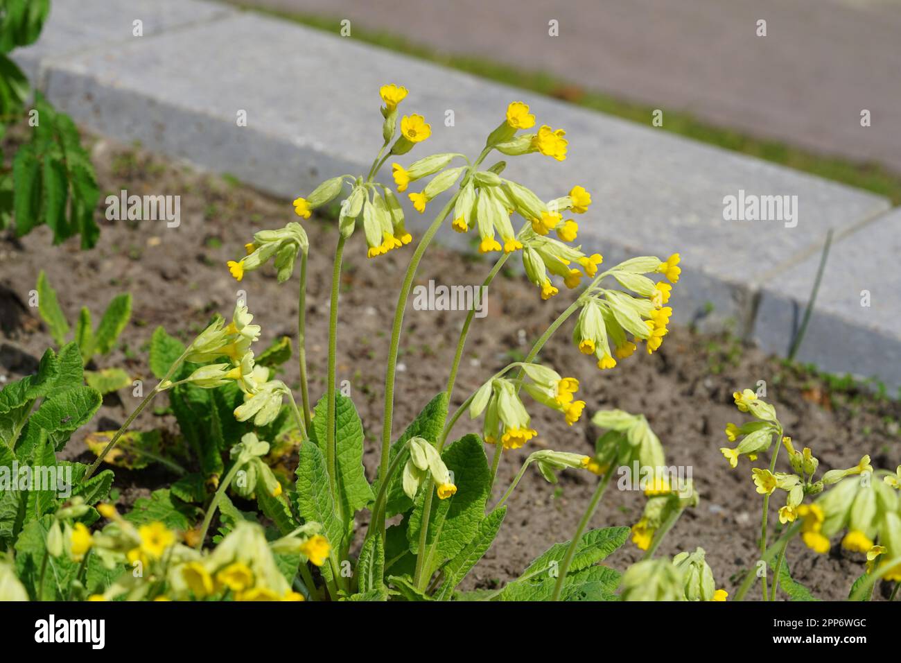 Klapprose hi-res stock photography and images - Alamy