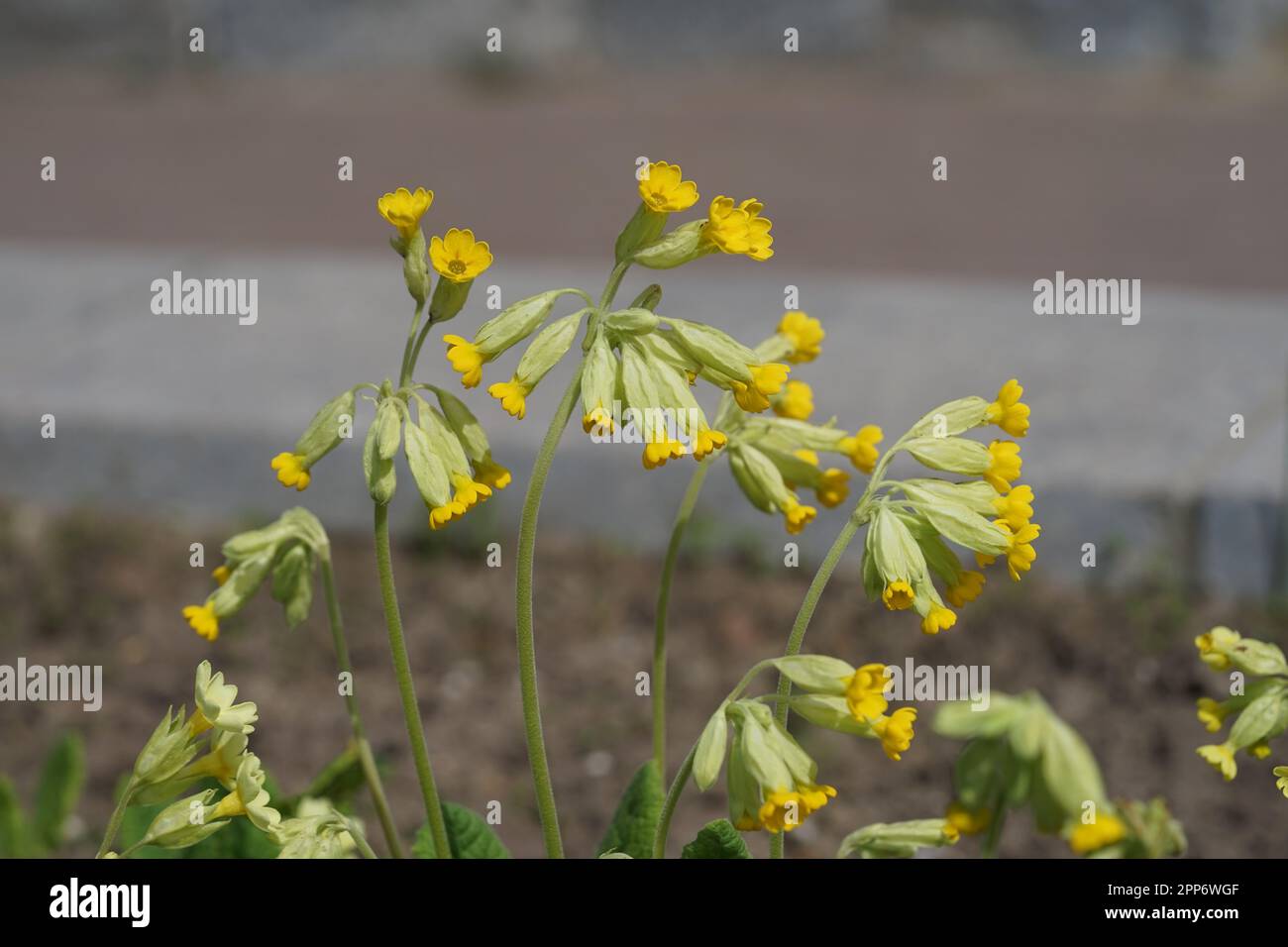 Klapprose hi-res stock photography and images - Alamy