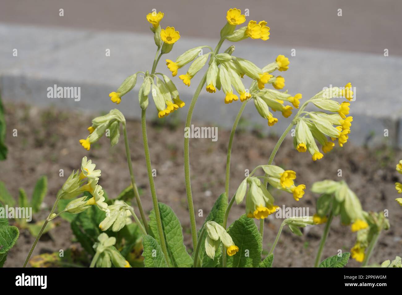 Arznei hi-res stock photography and images - Alamy