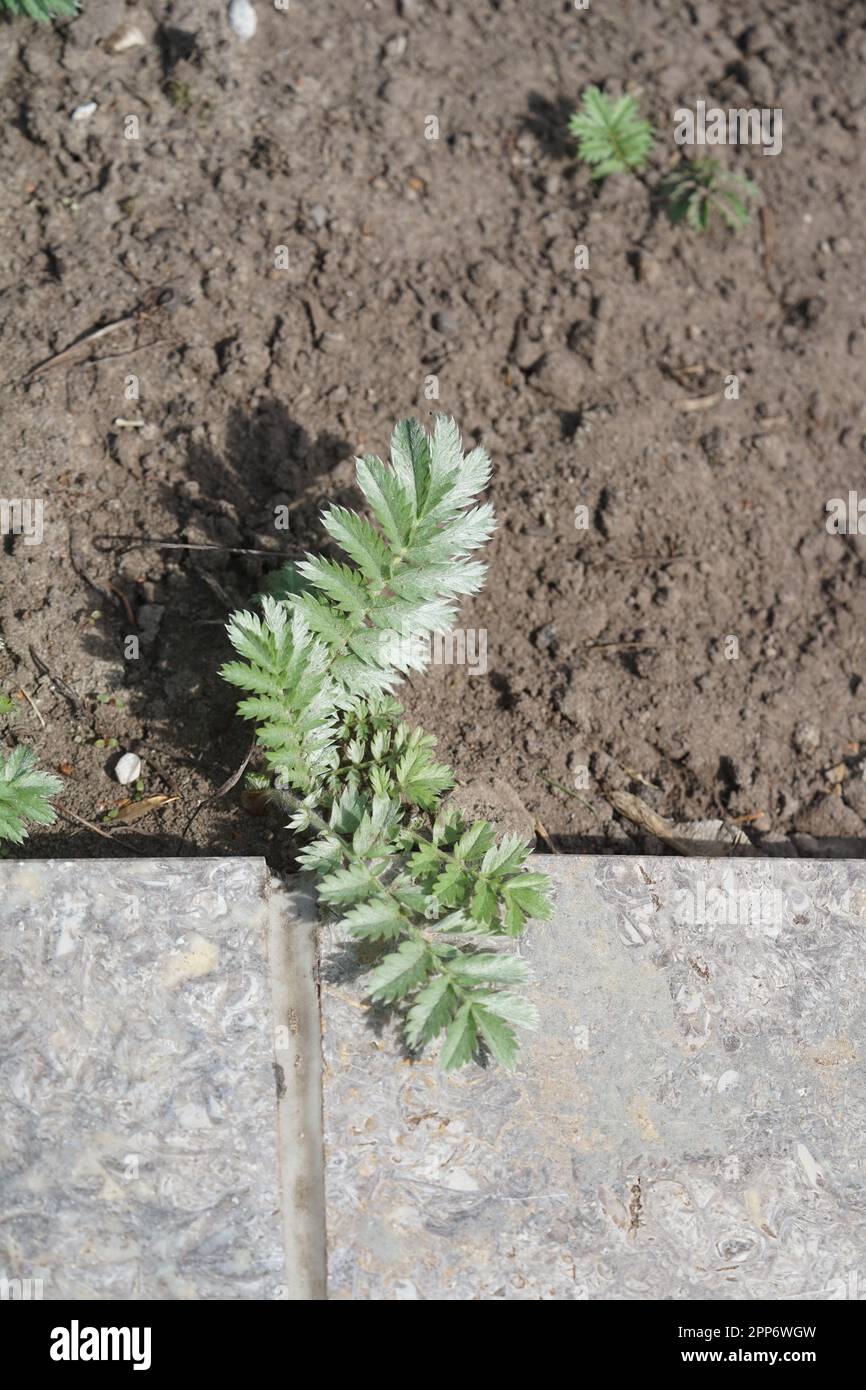 Caraway, also known as meridian fennel and Persian cumin, is a biennial ...