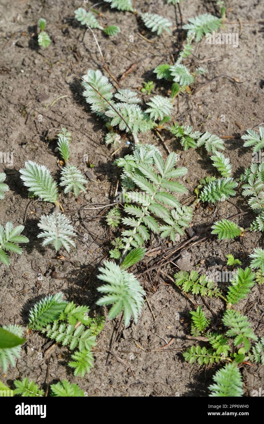 Caraway, also known as meridian fennel and Persian cumin, is a biennial ...
