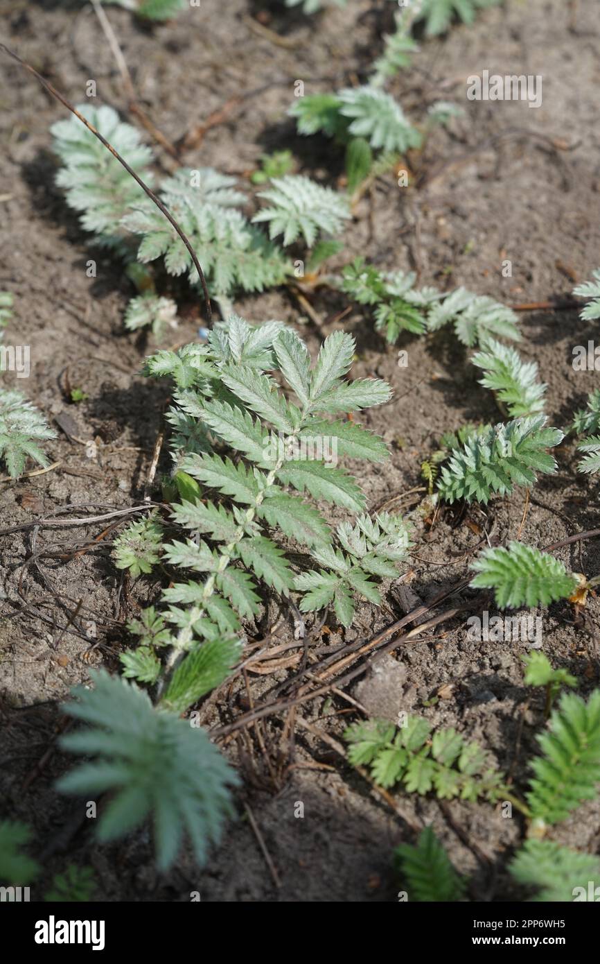Caraway, also known as meridian fennel and Persian cumin, is a biennial ...