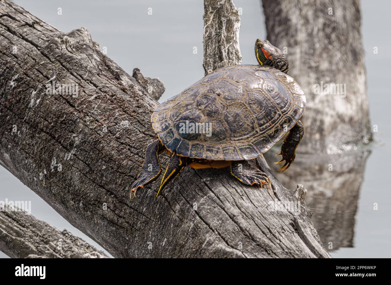 A red-eared slider turtle basking in the sun on a dead branch Stock ...
