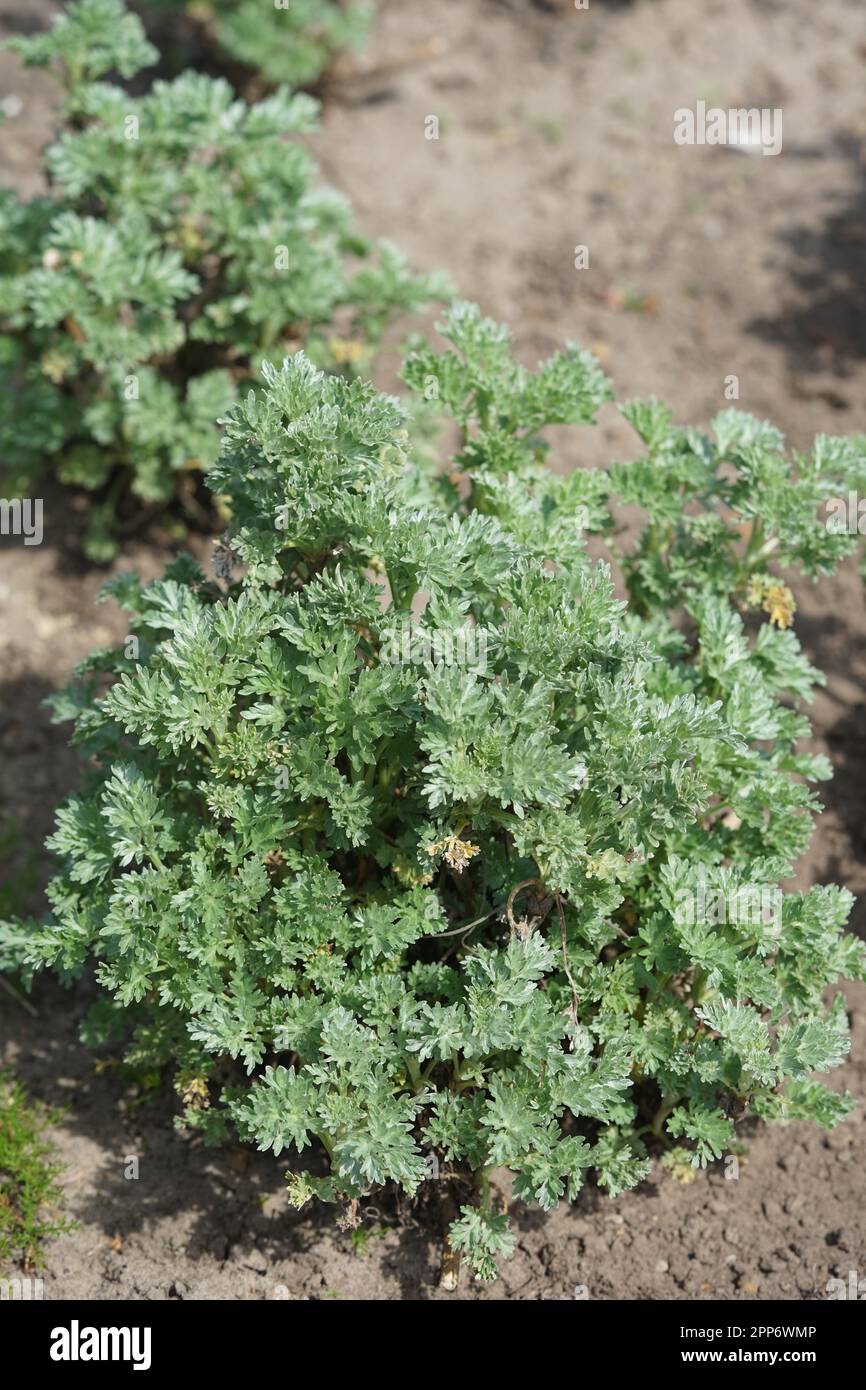 Caraway, also known as meridian fennel and Persian cumin, is a biennial ...